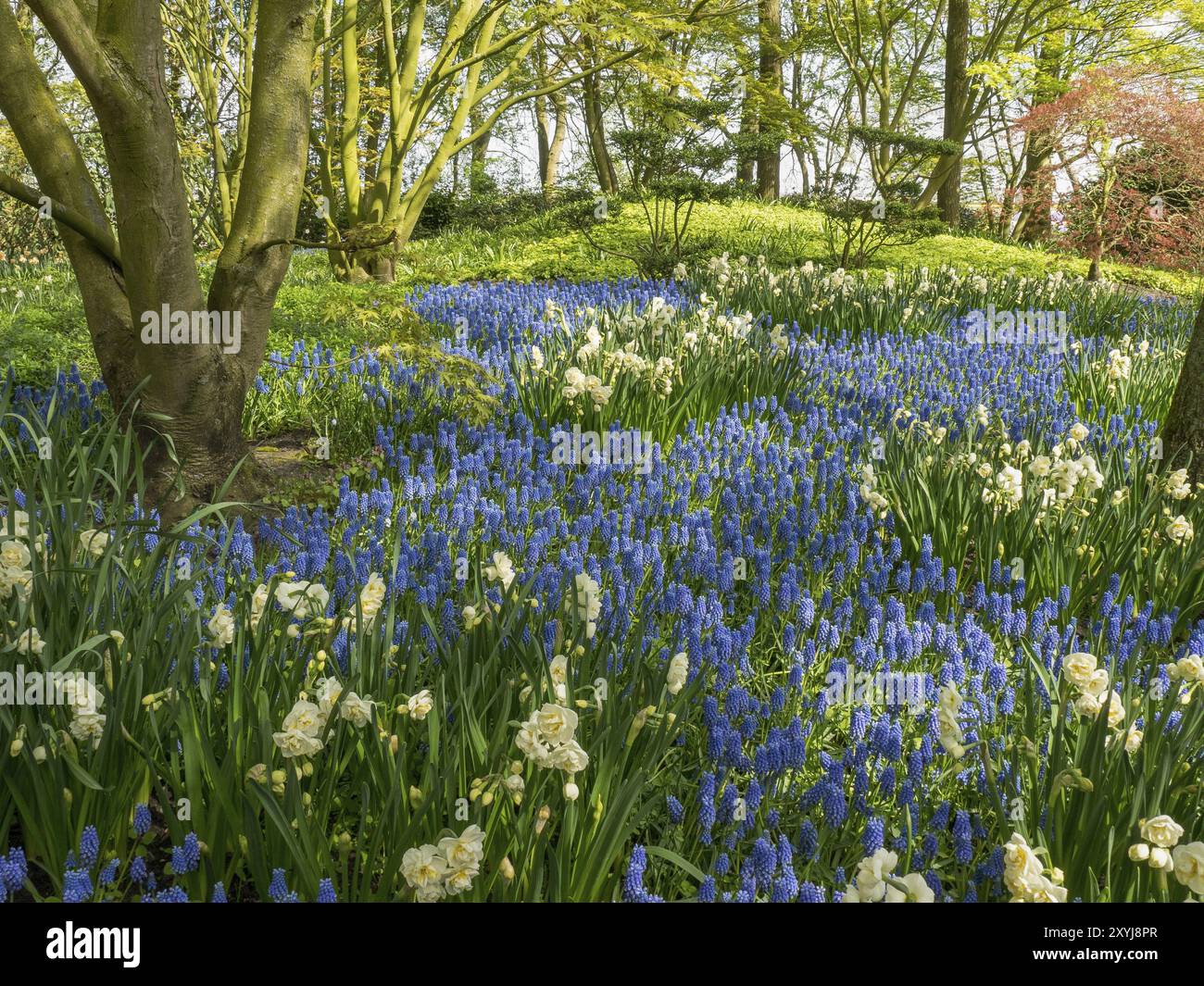 An idyllic garden with blue and white flowers in a shady forest ...