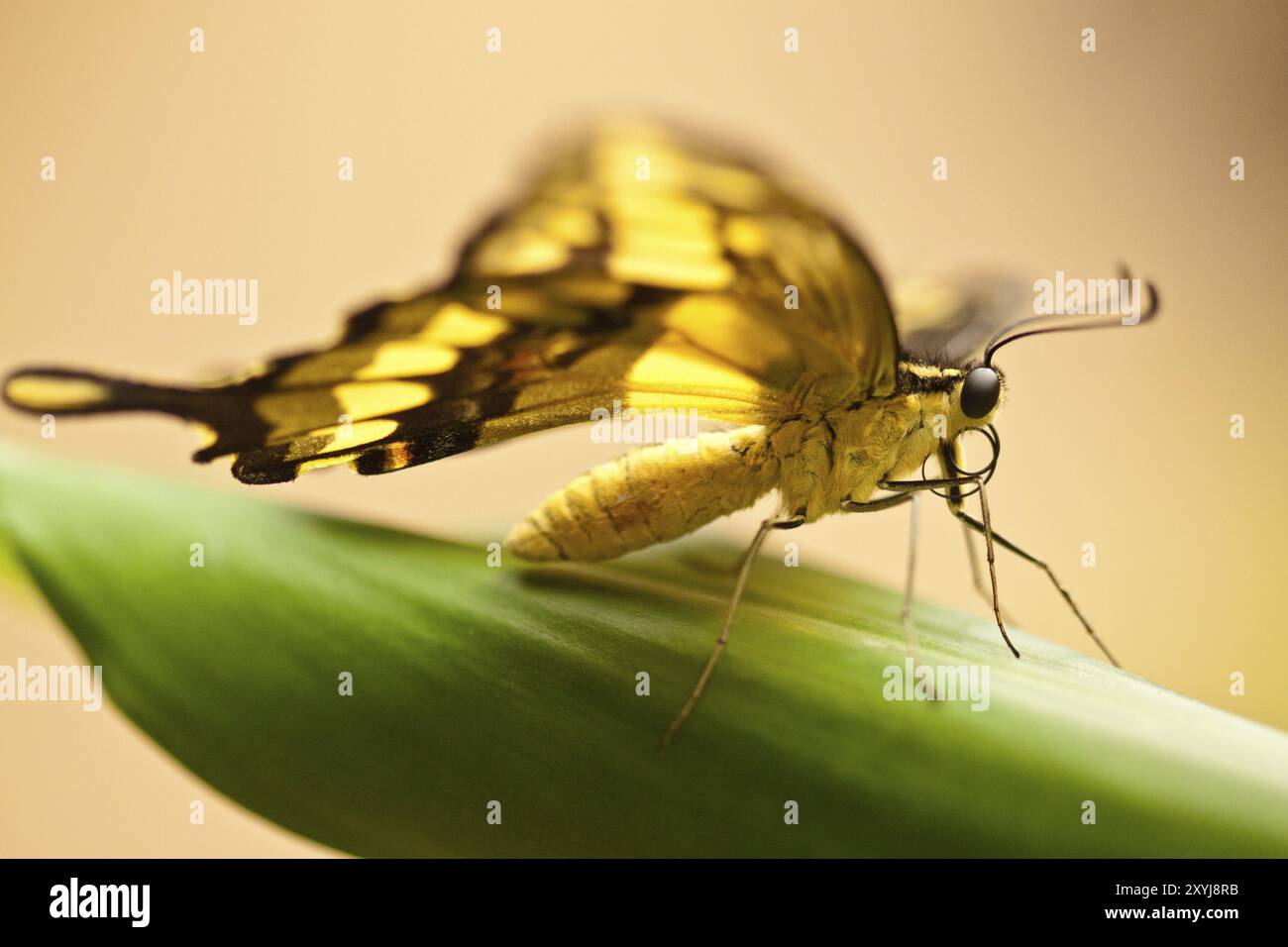 King swallowtails hi-res stock photography and images - Alamy