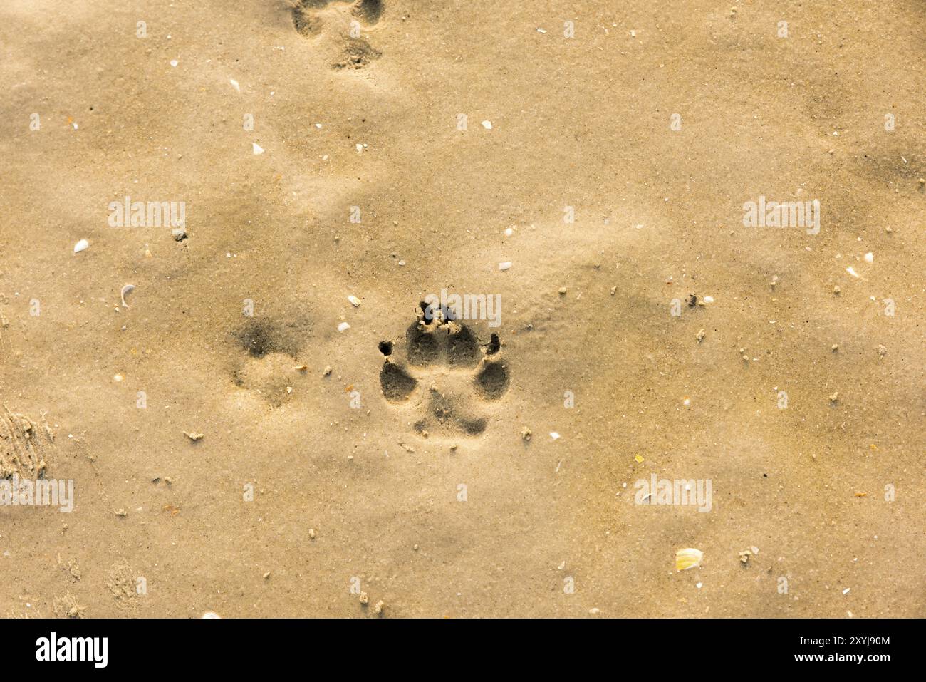 Dog tracks in the sand Stock Photo - Alamy