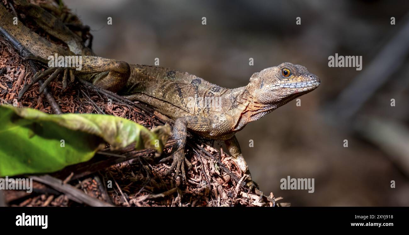 Common basilisk (Basiliscus basiliscus) adult female, Osa Peninsula ...