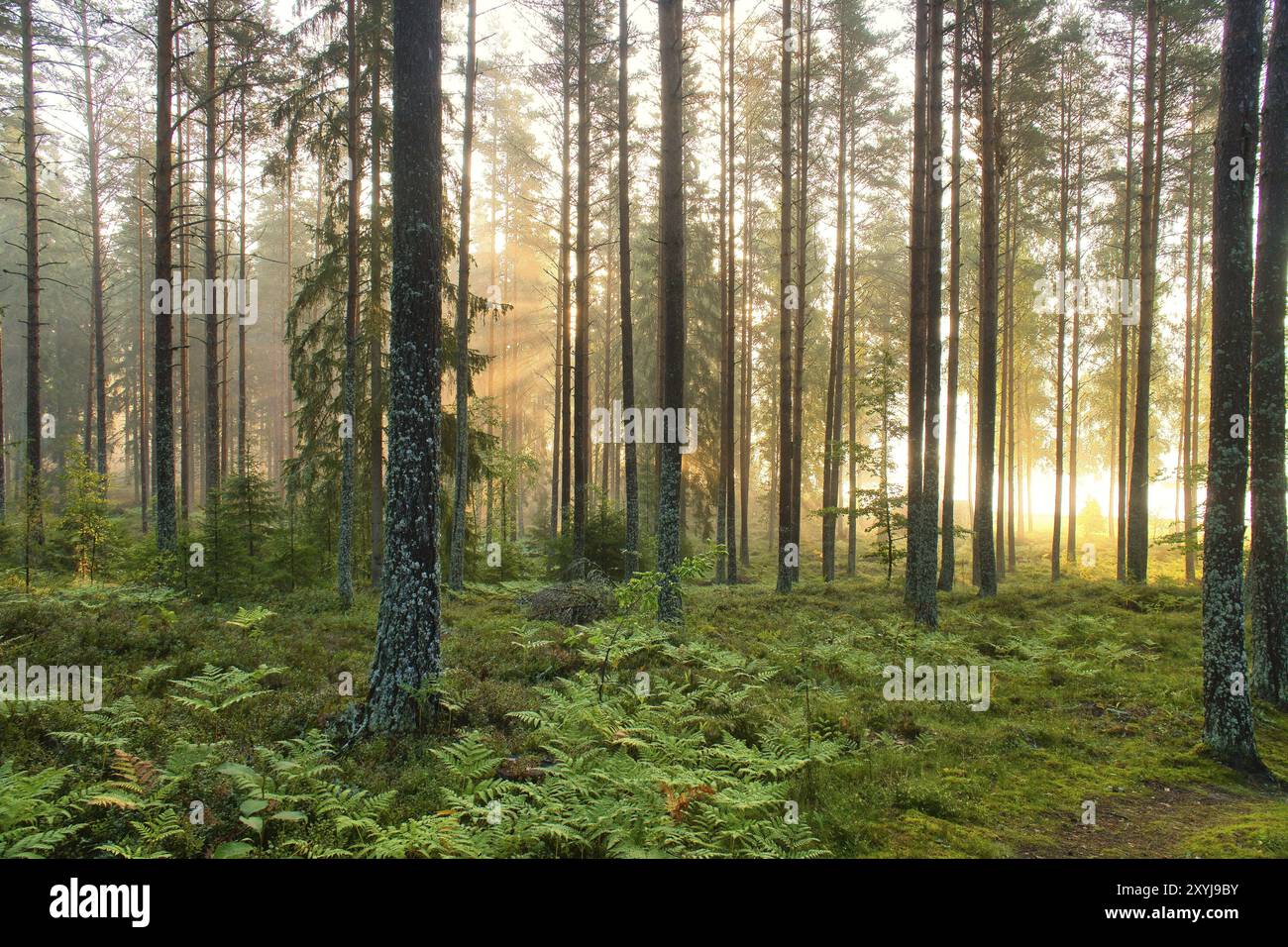 Swedish forest forests pine tree hi-res stock photography and images ...