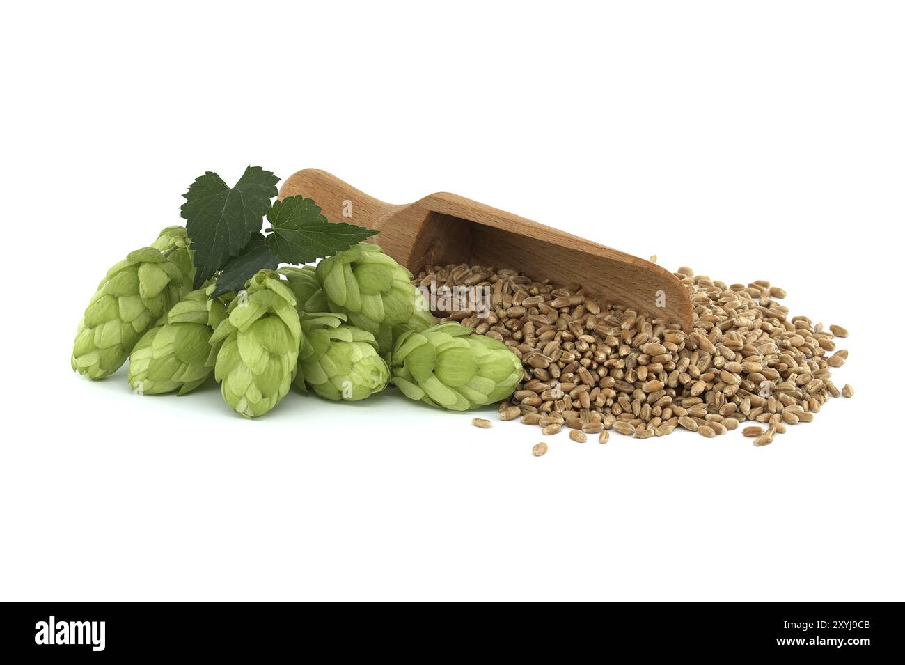 Hop cones near to wheat grain seeds spilling from wooden scoop, beer ...