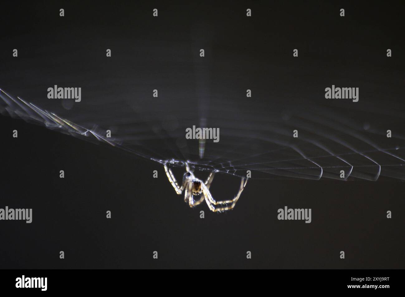 Spider upside down hi-res stock photography and images - Alamy