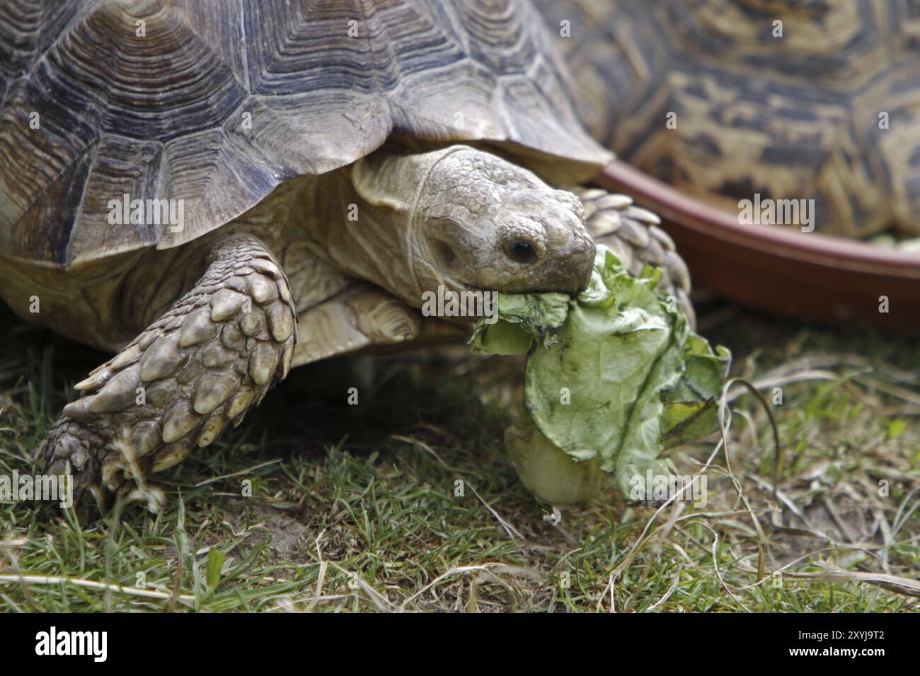 African spur thighed tortoises hi-res stock photography and images - Alamy