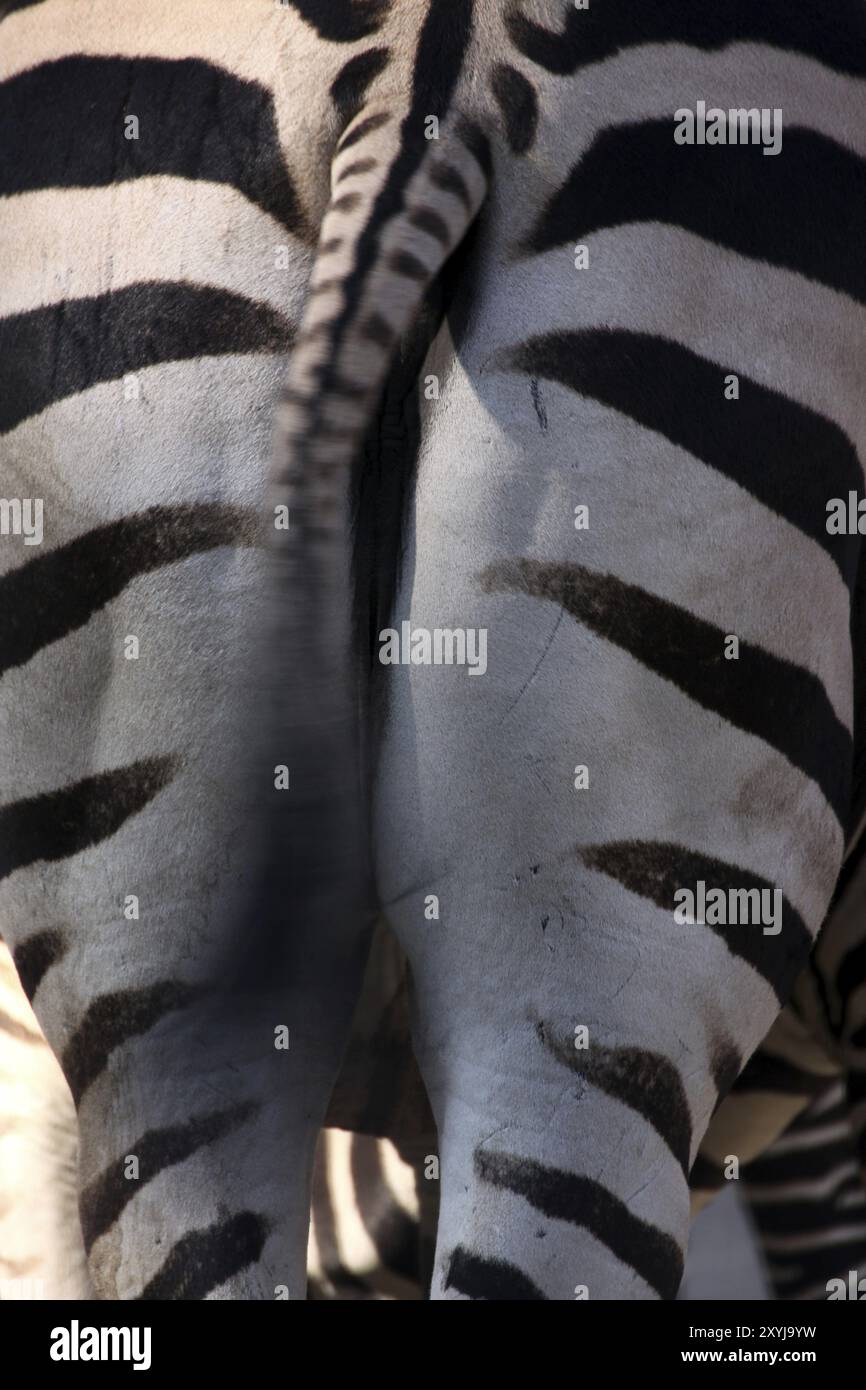 Grant's zebra behind hi-res stock photography and images - Alamy