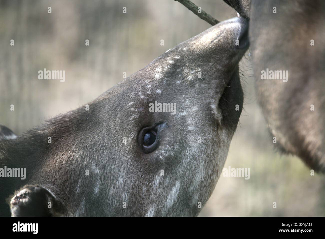Brazilian tapir with young hi-res stock photography and images - Alamy