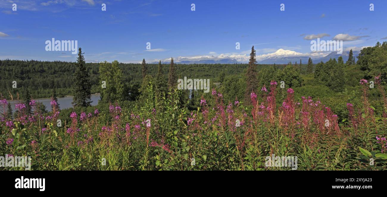 Alaska panorama with the Denali massif Stock Photo - Alamy