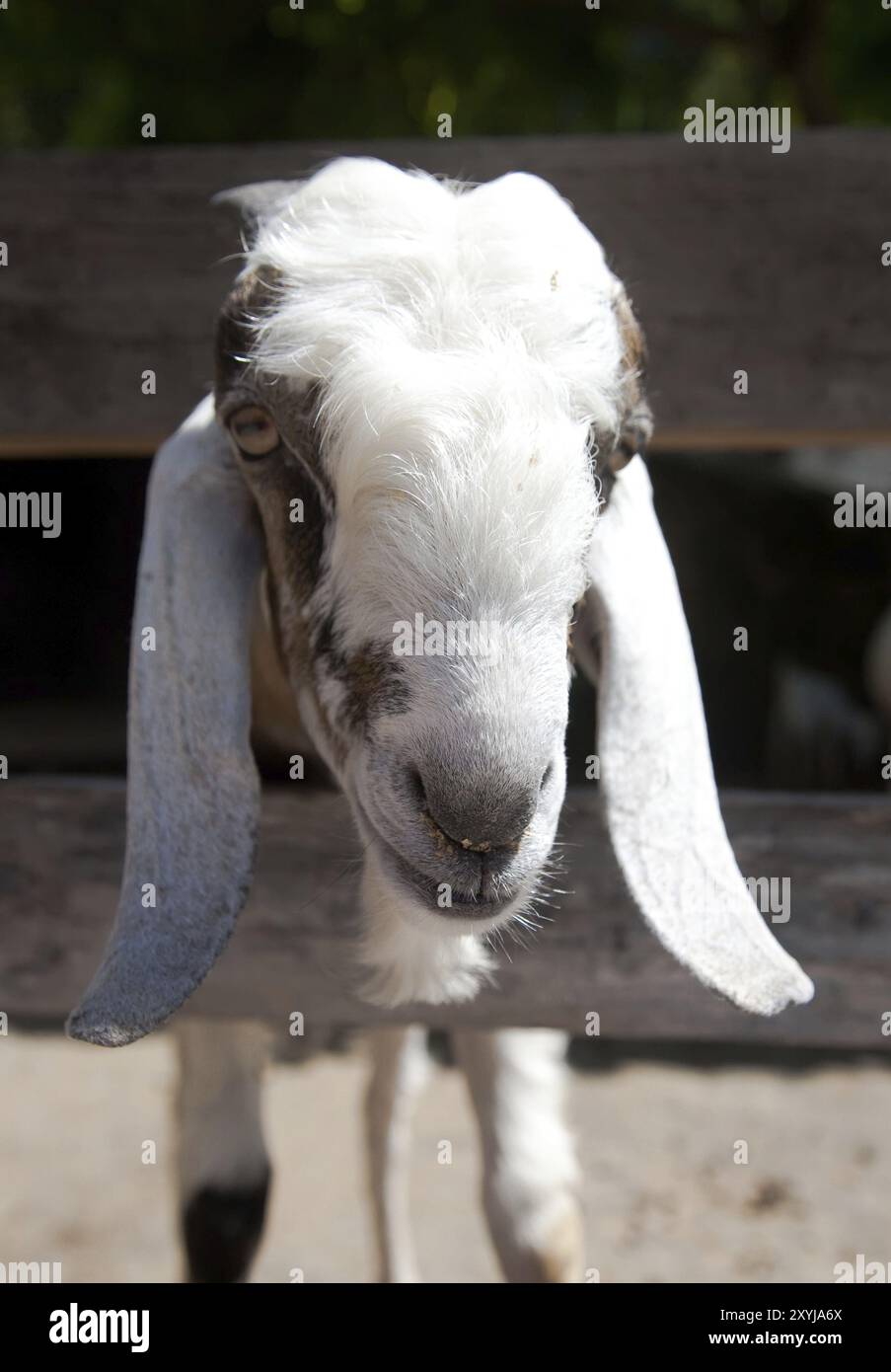 Close-up of goat head under the border. Penang collection Stock Photo ...