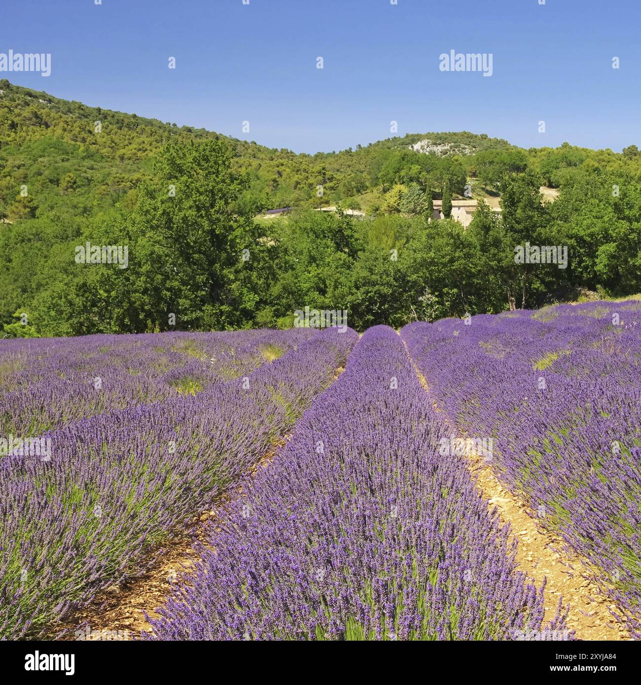 Lavender field, lavender fields 42 Stock Photo - Alamy