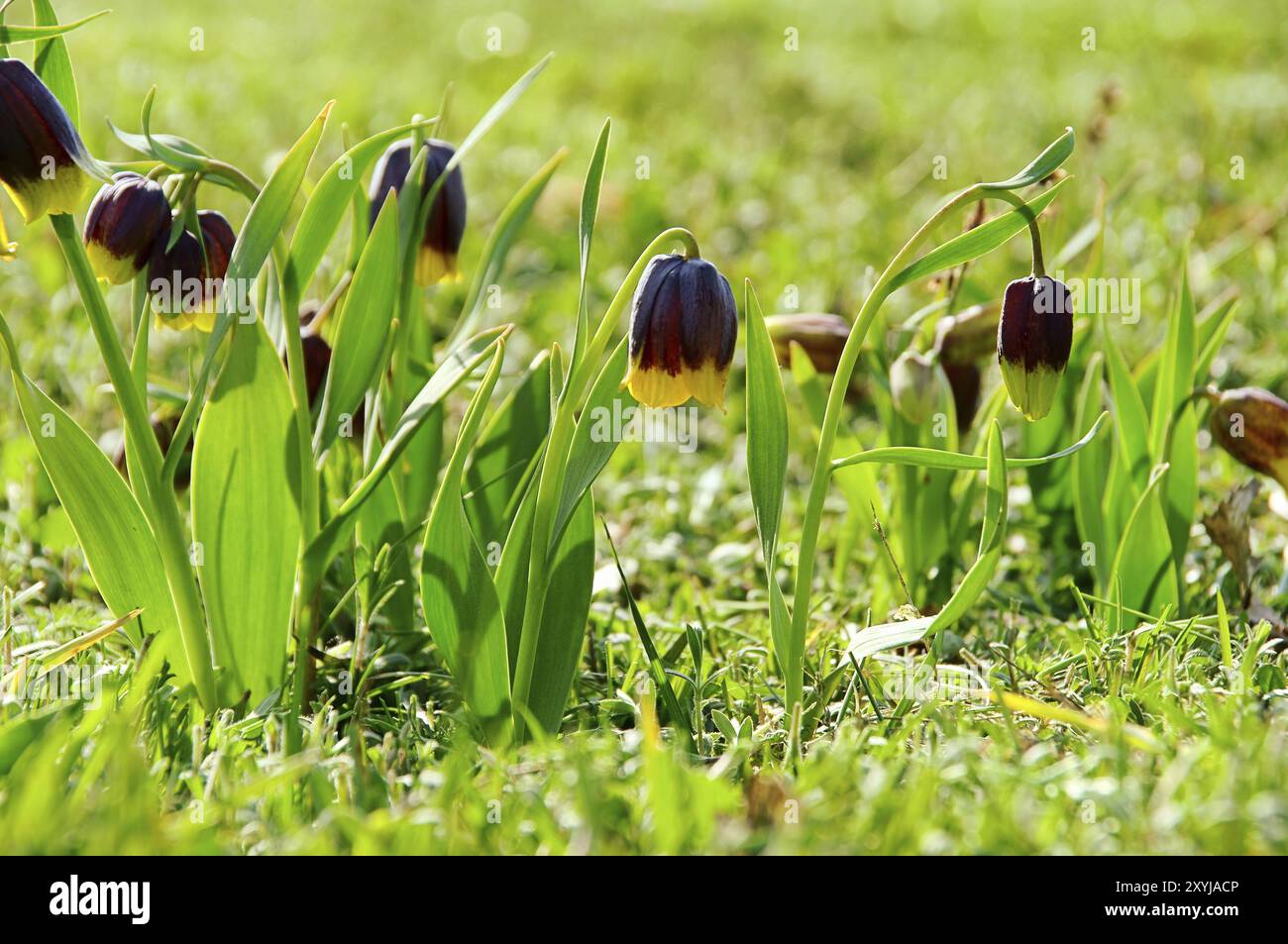 Chess Flower 02 Stock Photo - Alamy