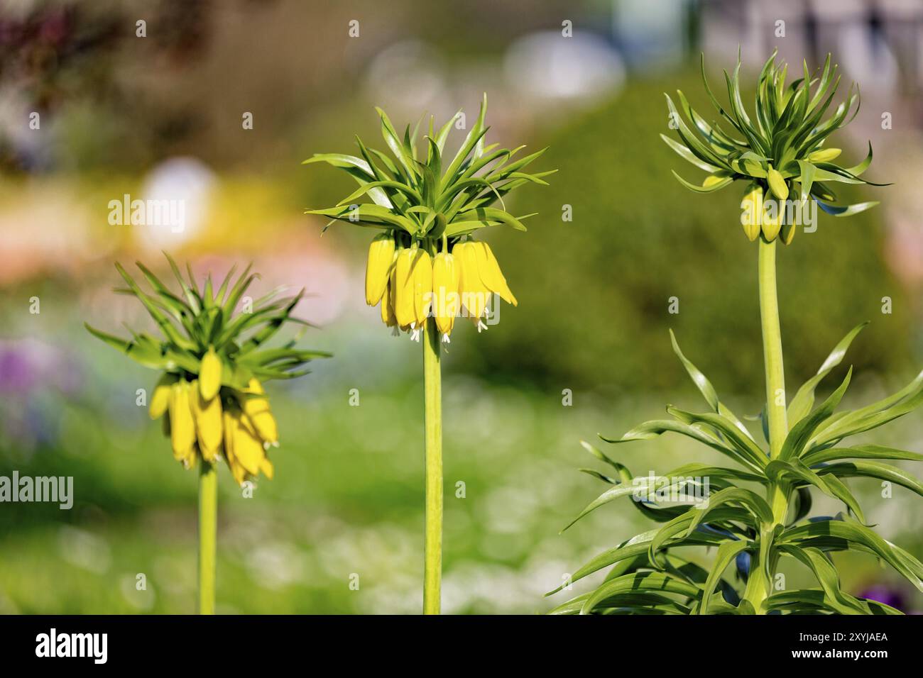 Kaiser's crown (Fritillaria imperialis Stock Photo - Alamy