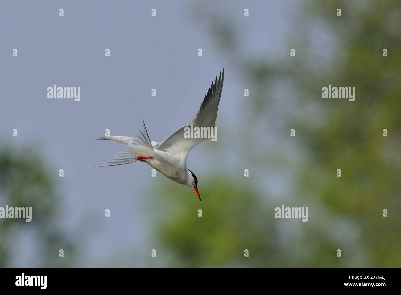 Common tern in flight. Common Tern in the morning sun Stock Photo - Alamy