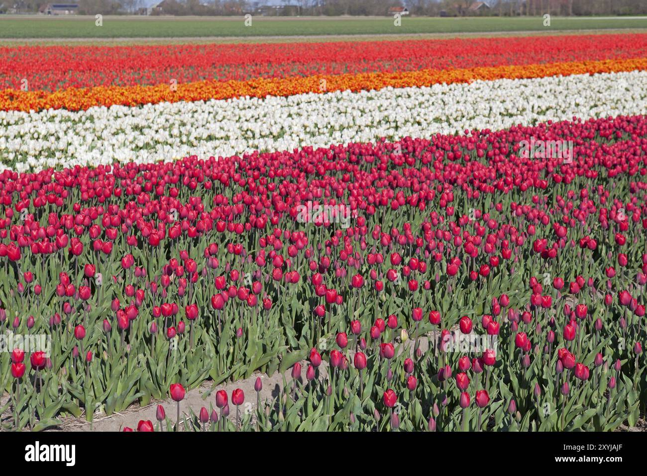Colorful Dutch tulips on spring fields, Holland Stock Photo - Alamy