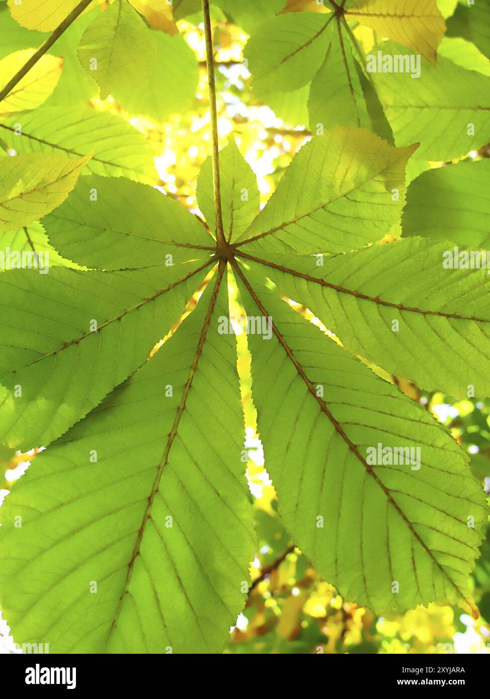 Chestnuts tree bough hi-res stock photography and images - Alamy