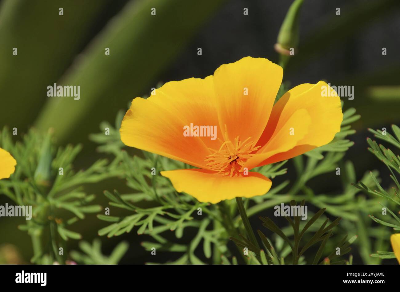 California popp hi-res stock photography and images - Alamy