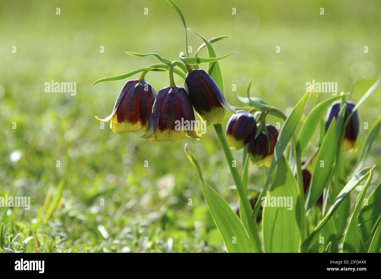 Chess Flower 01 Stock Photo - Alamy