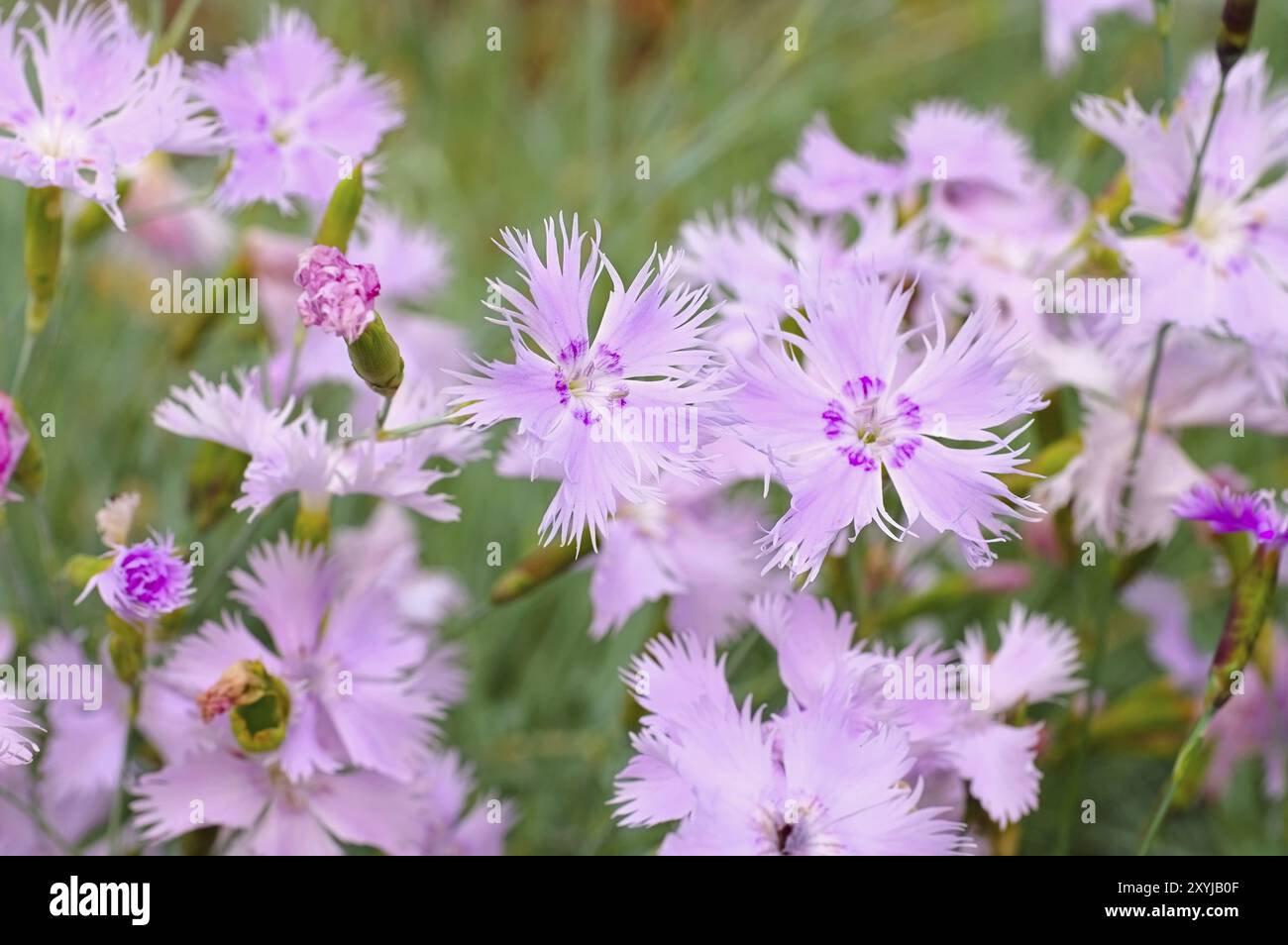 Feather carnation, Dianthus plumarius, pink carnation family flowers ...