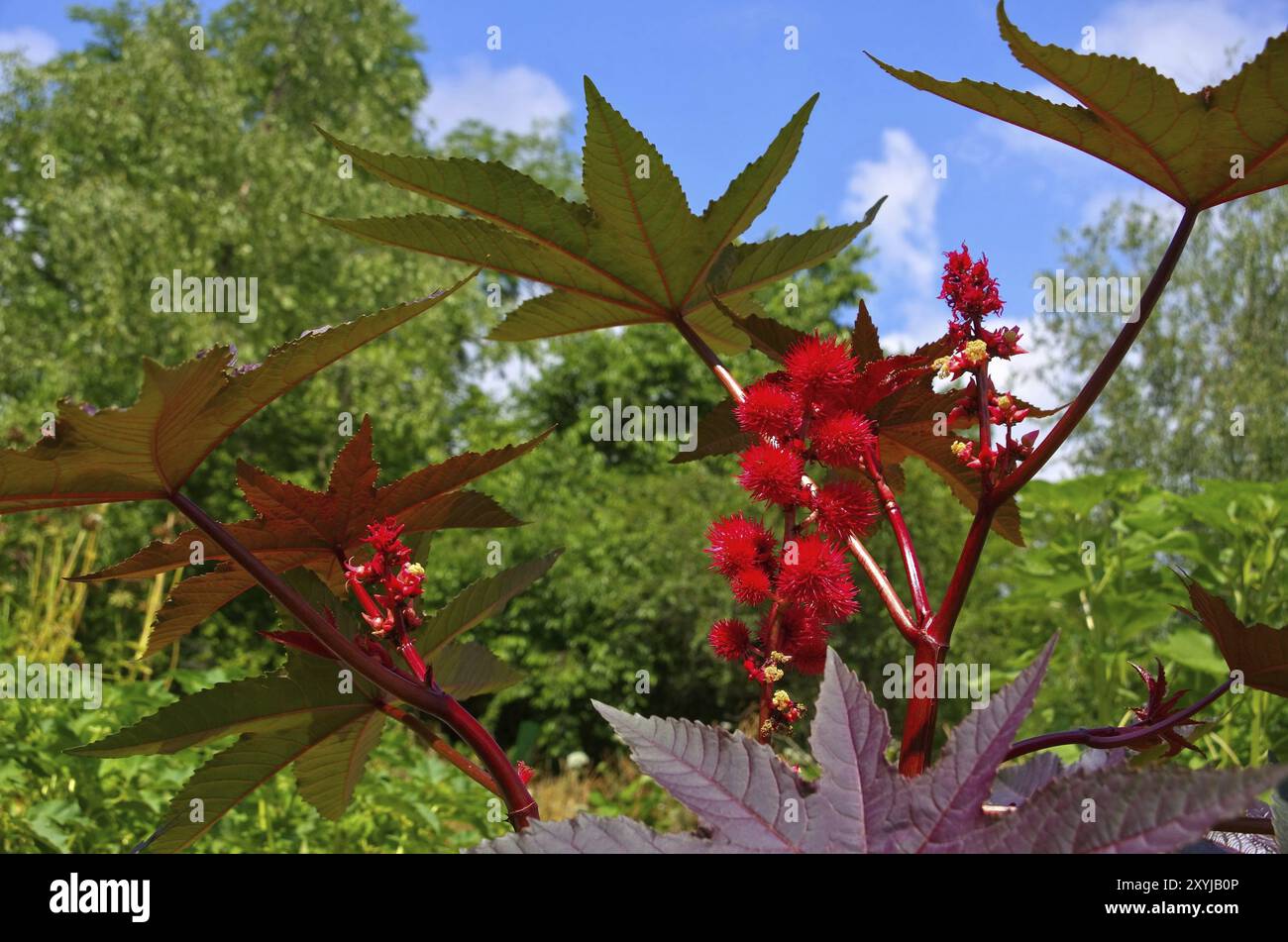 Depictions of seed capsules hi-res stock photography and images - Alamy