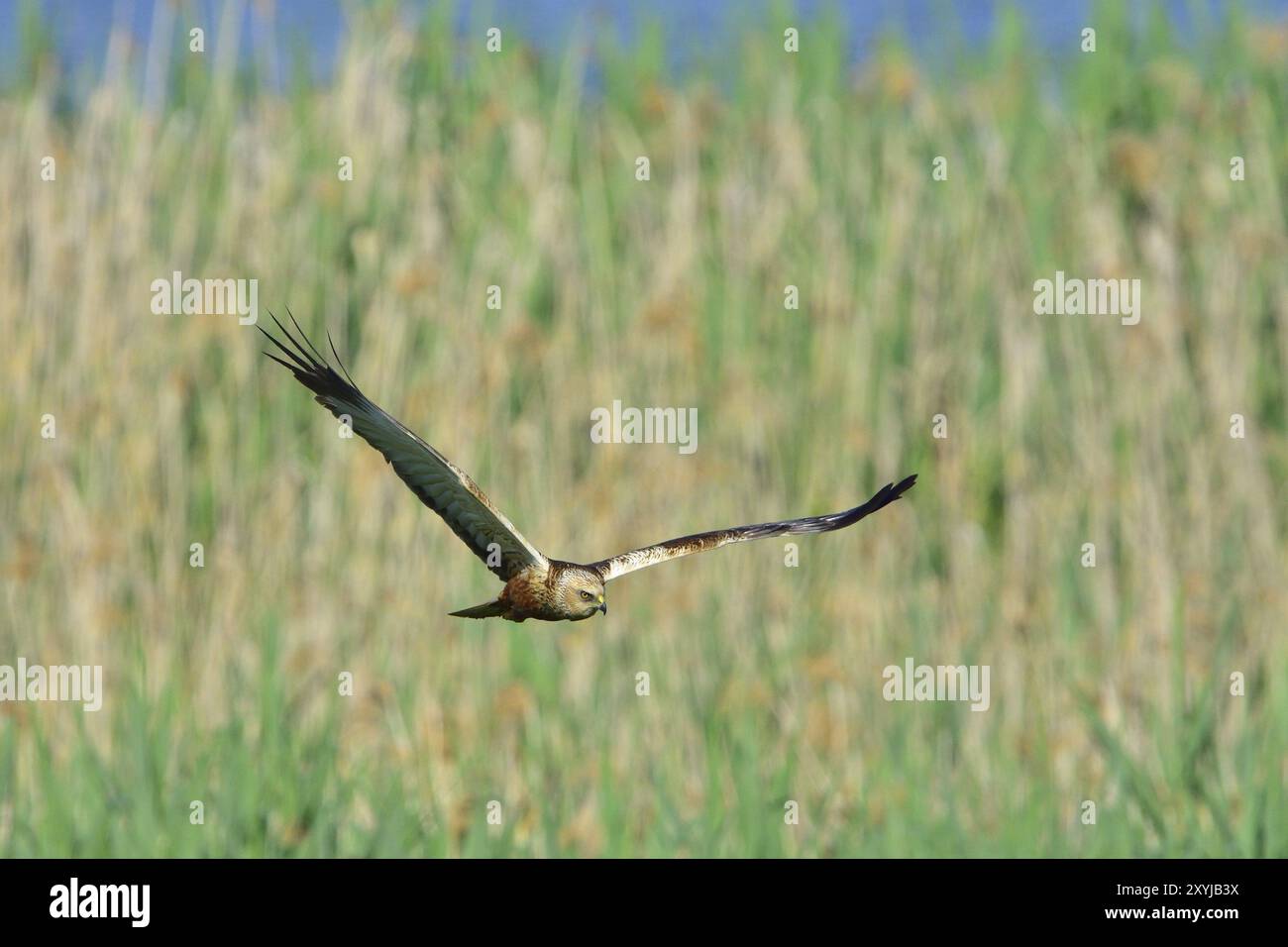 Male Western marsh harrier in flight. Male western marsh harrier in ...