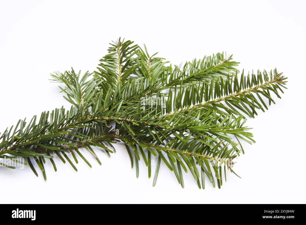 Tree branch structures Cut Out Stock Images & Pictures - Alamy