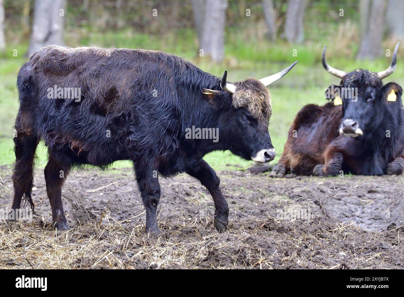 Urus aurochs cattle cattles hi-res stock photography and images - Alamy