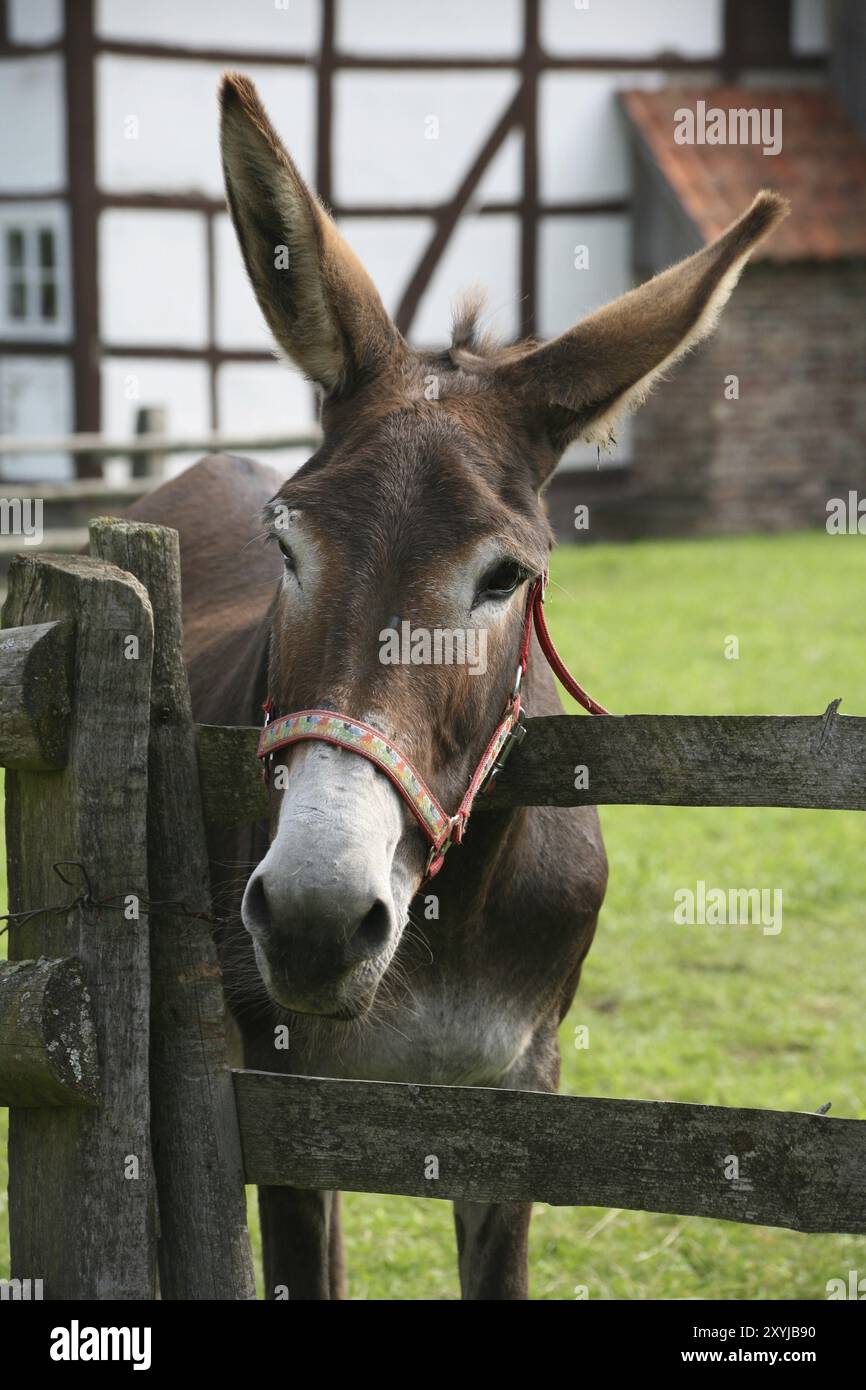 Mule breeds hi-res stock photography and images - Alamy