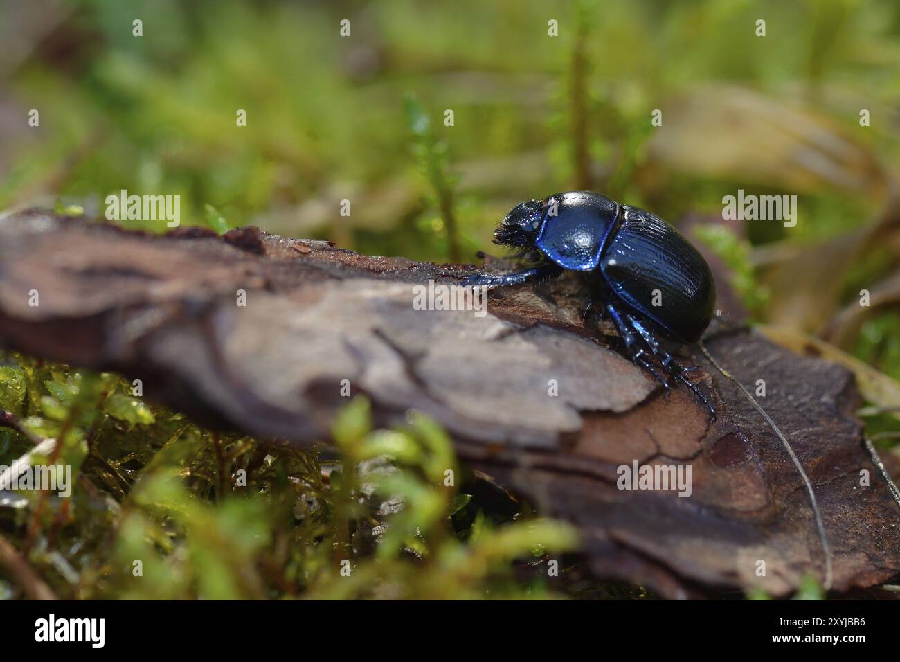 Earth-boring dung beetles in the forest. dung beetles on the forest ...