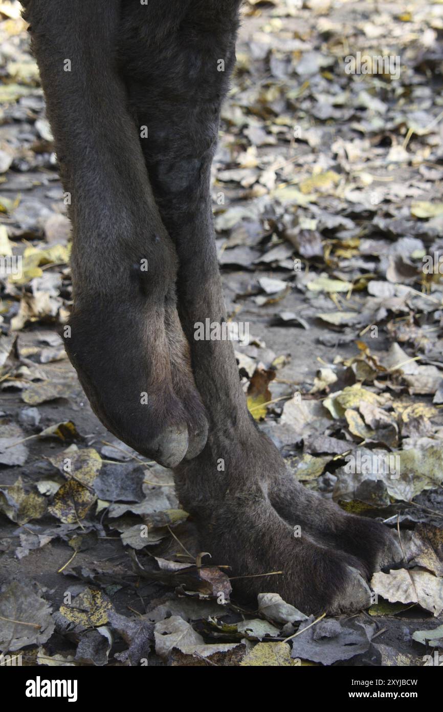 Bactrian camel foot Stock Photo - Alamy