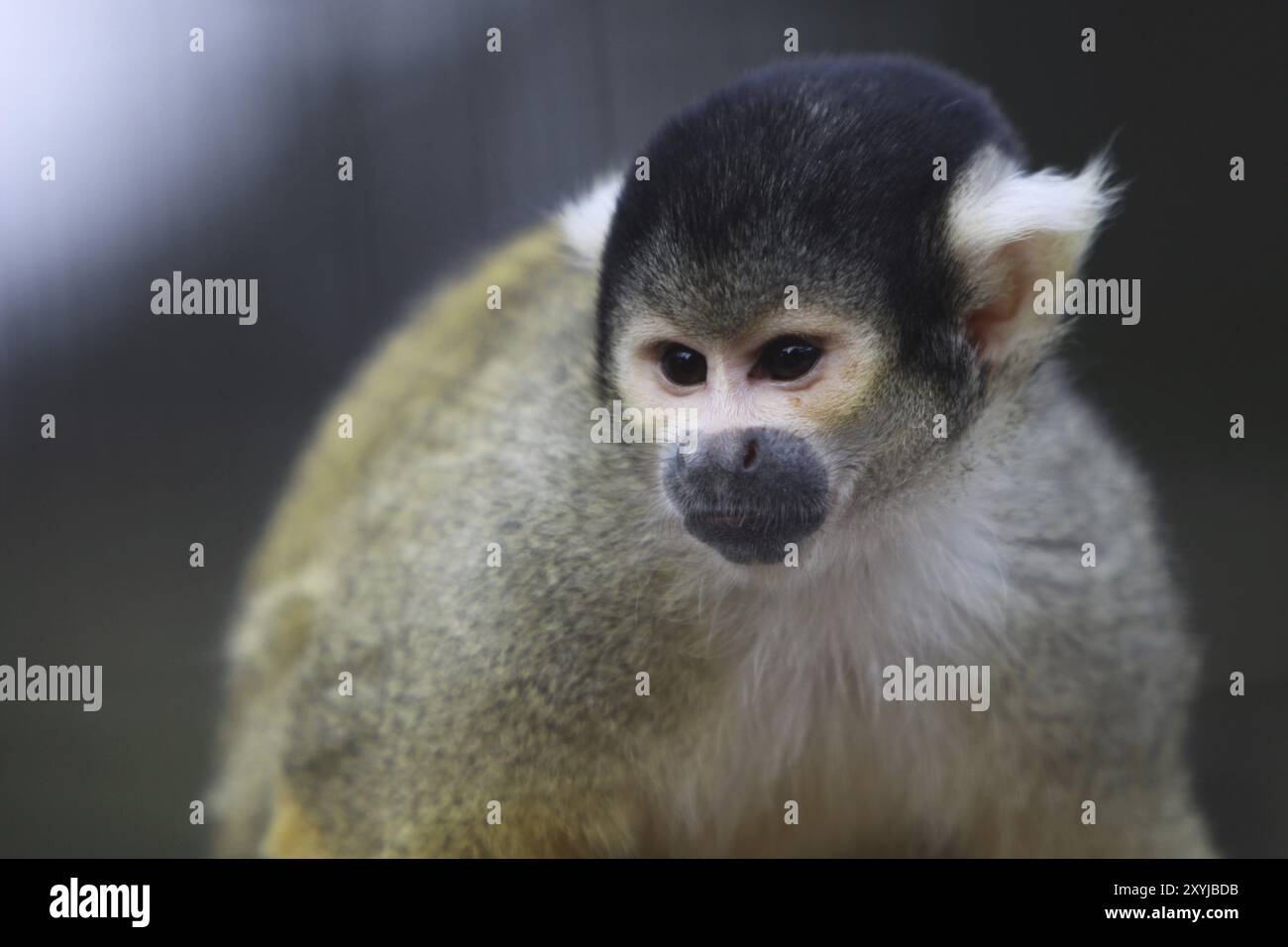 Squirrel monkeys with person hi-res stock photography and images - Alamy