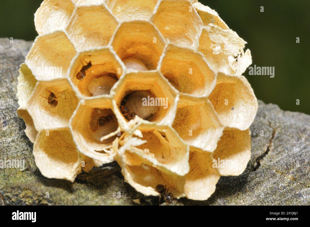 Wasps nest larvae development hi-res stock photography and images - Alamy