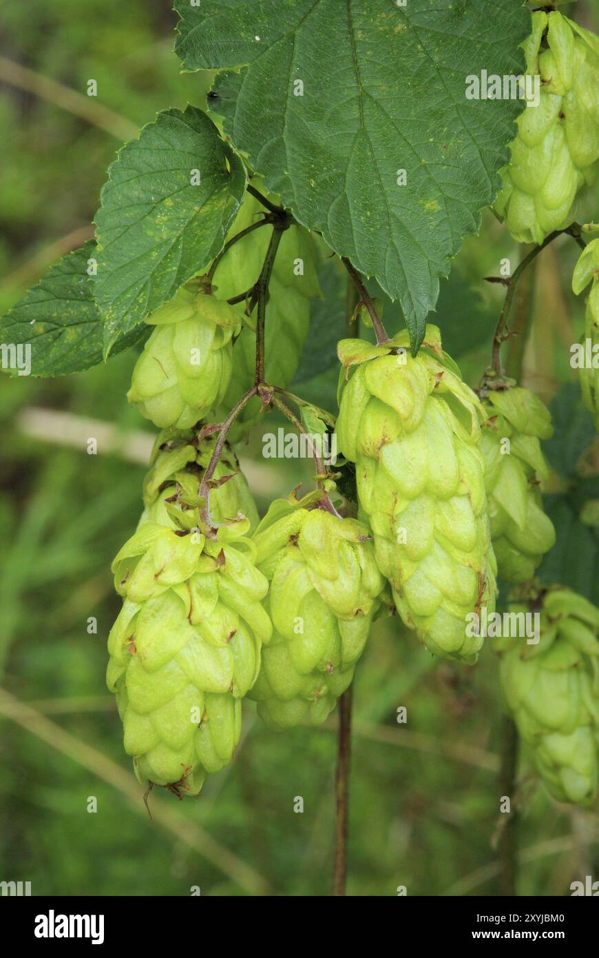Hop plant, hop plant Stock Photo - Alamy