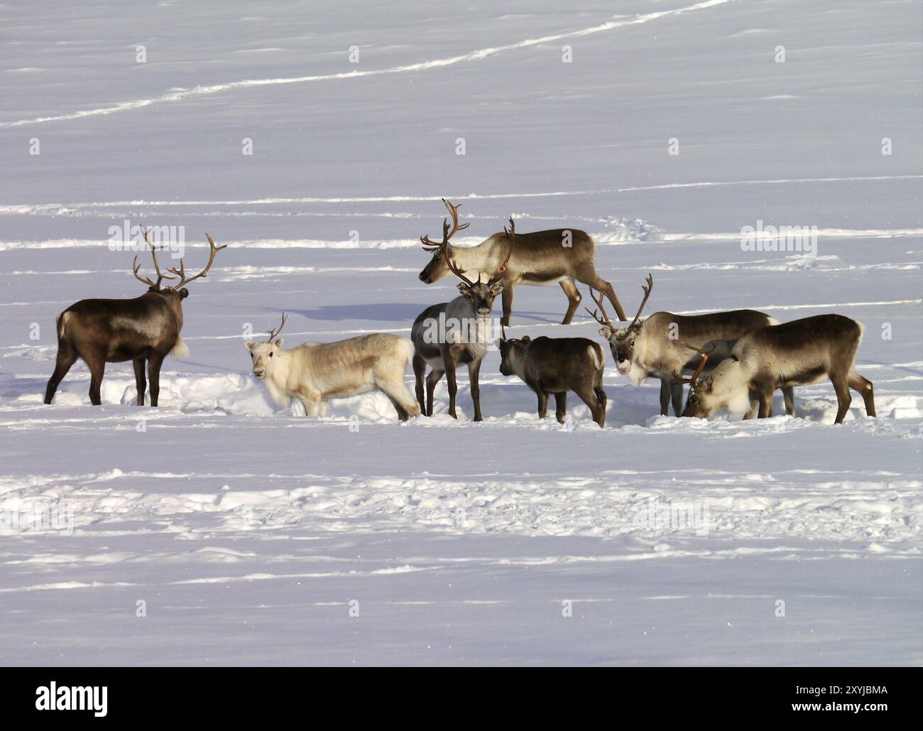 Characteristic mammals native hi-res stock photography and images - Alamy