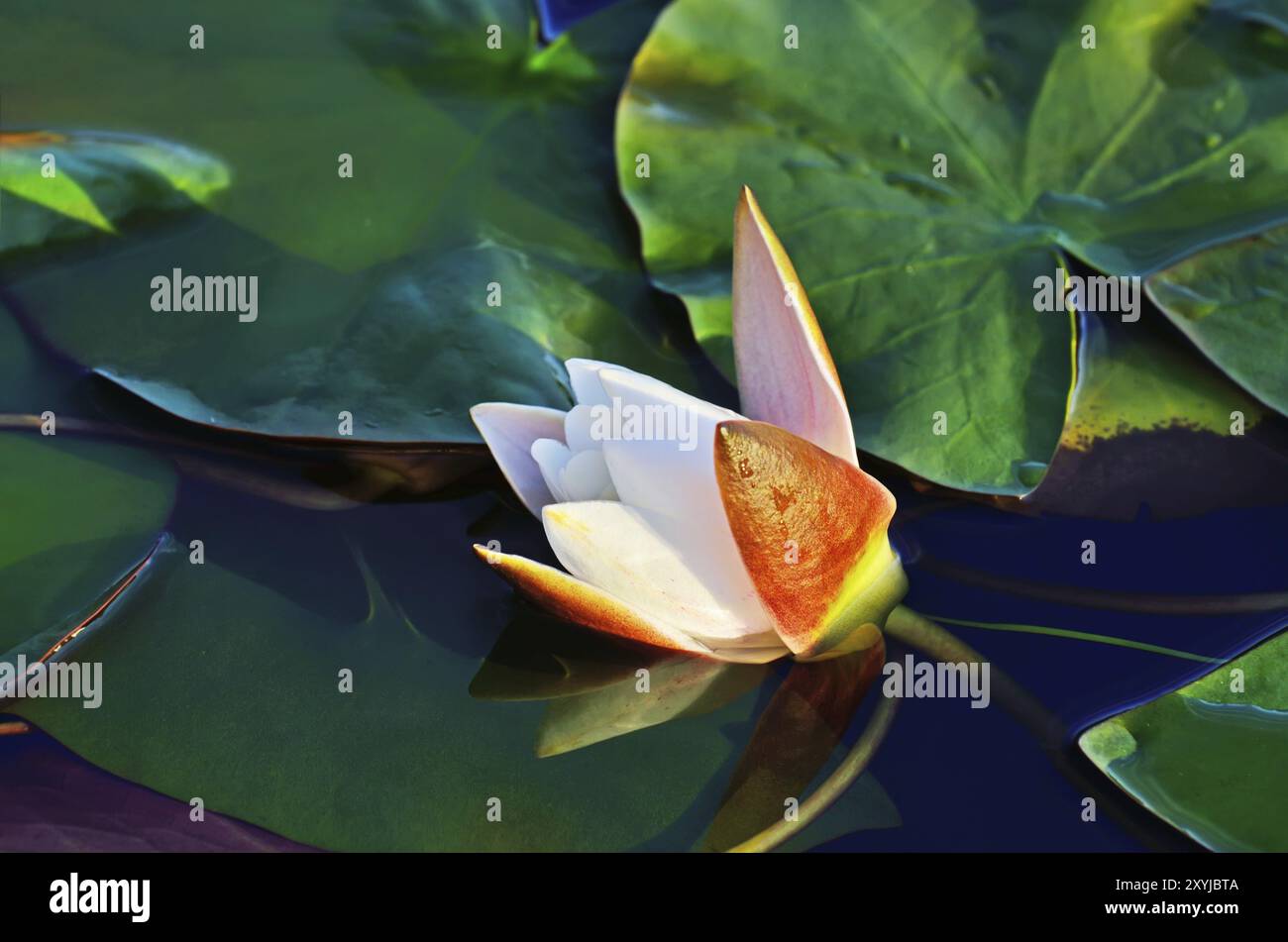 Beautiful white flower water lily close up Stock Photo - Alamy