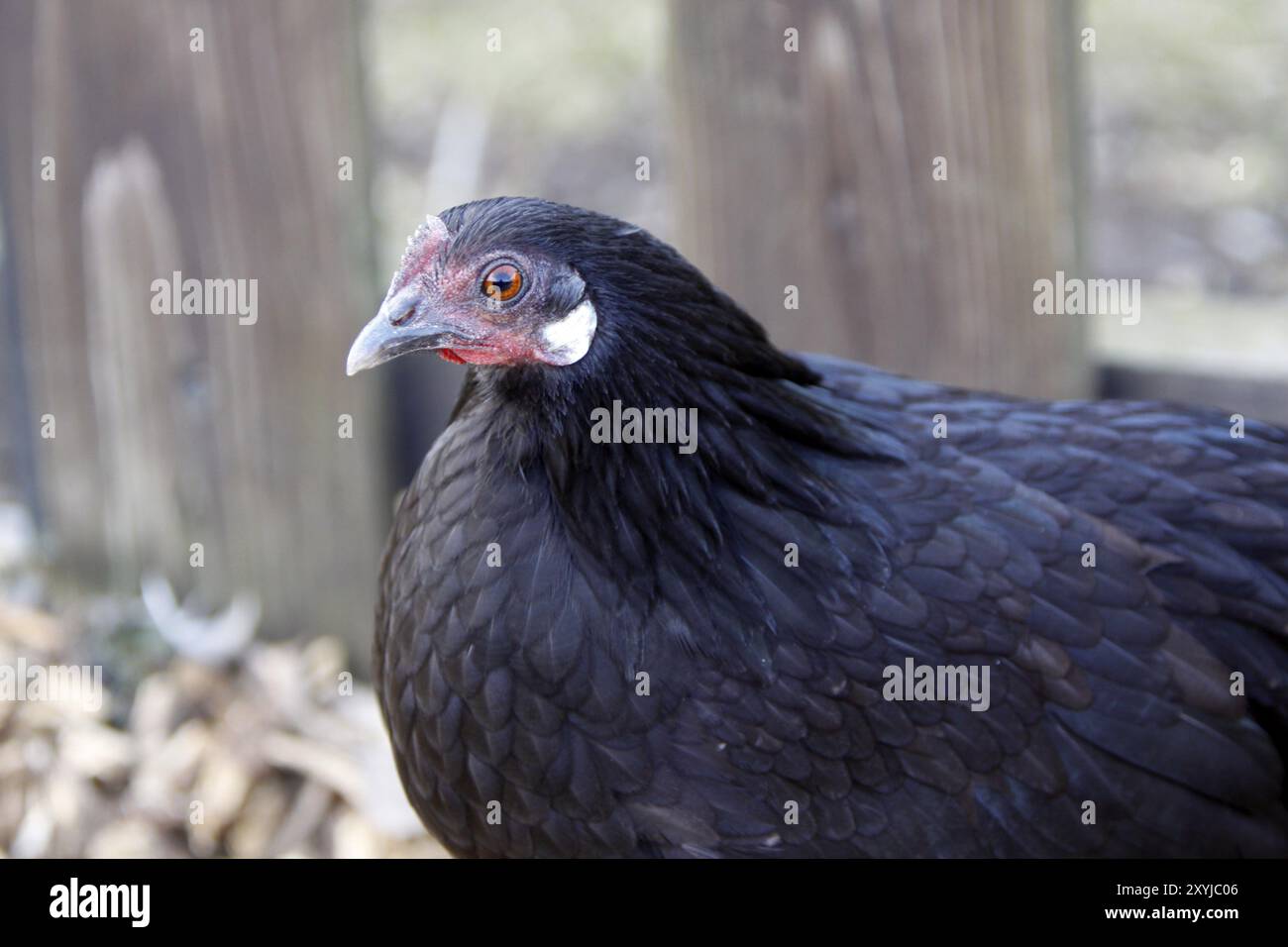 Dwarf phoenix (hen Stock Photo - Alamy