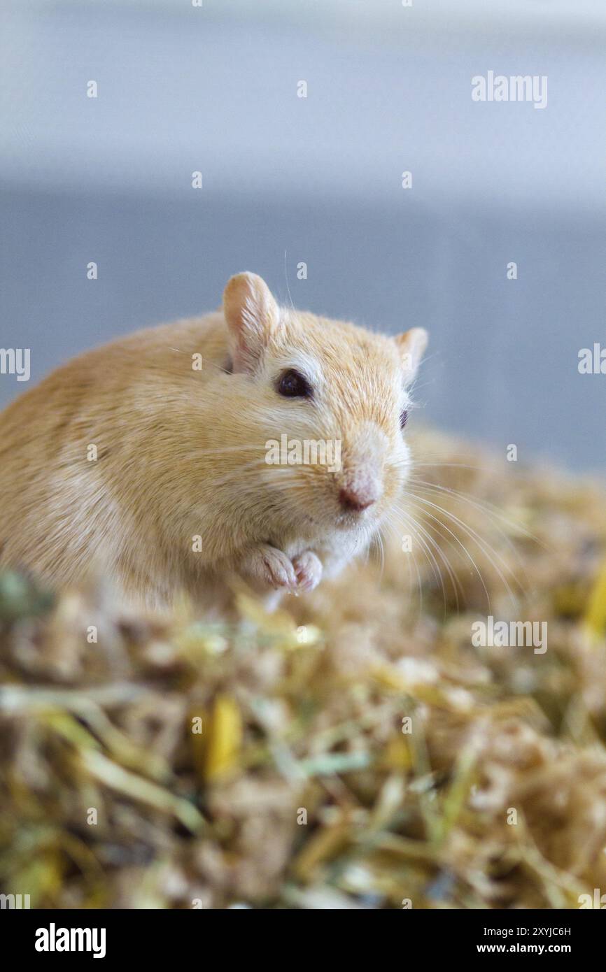Mongolian gerbil (Meriones), gerbil as a pet Stock Photo - Alamy