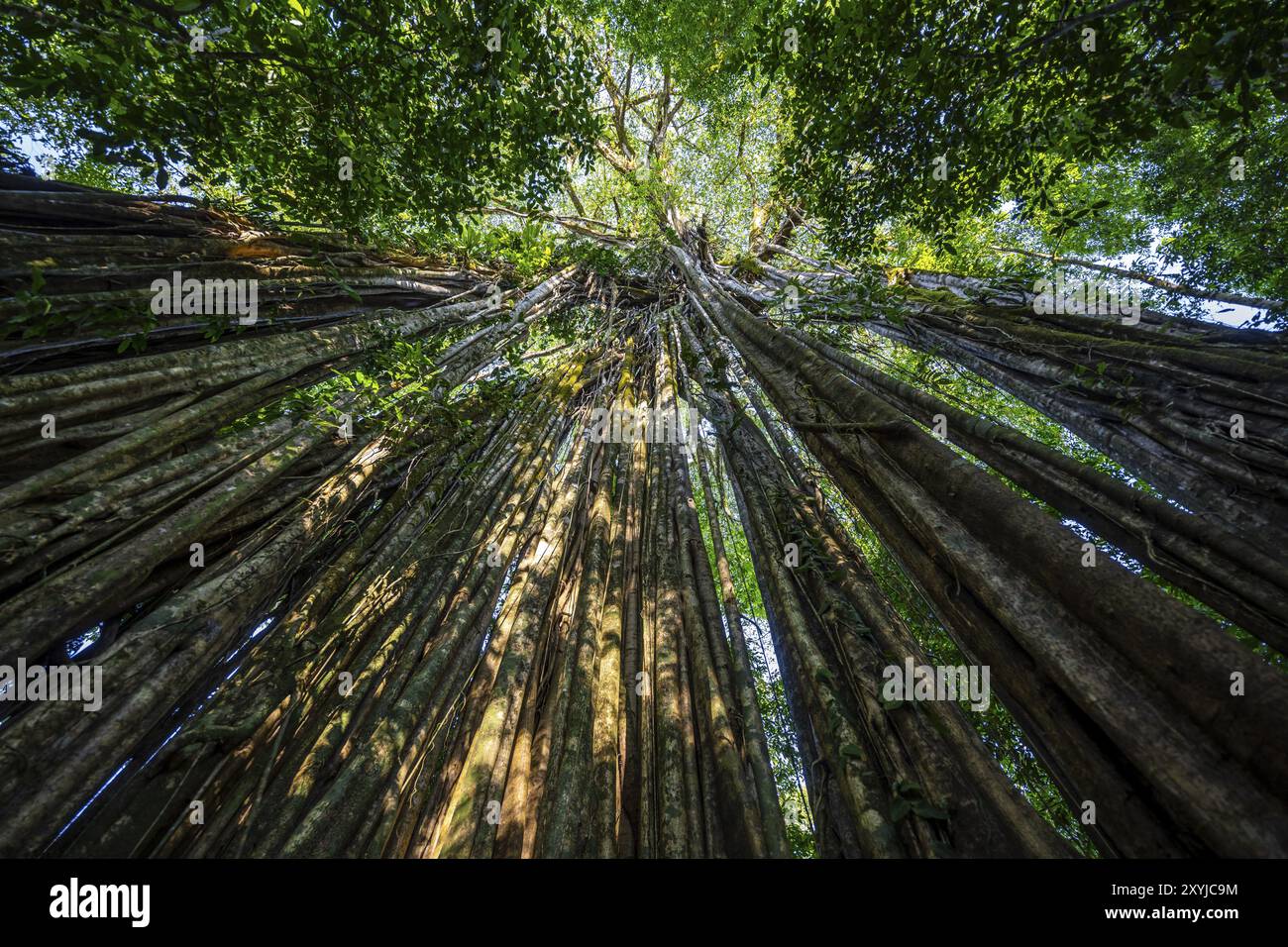 Hanging roots of a giant strangler fig (Ficus americana), looking ...