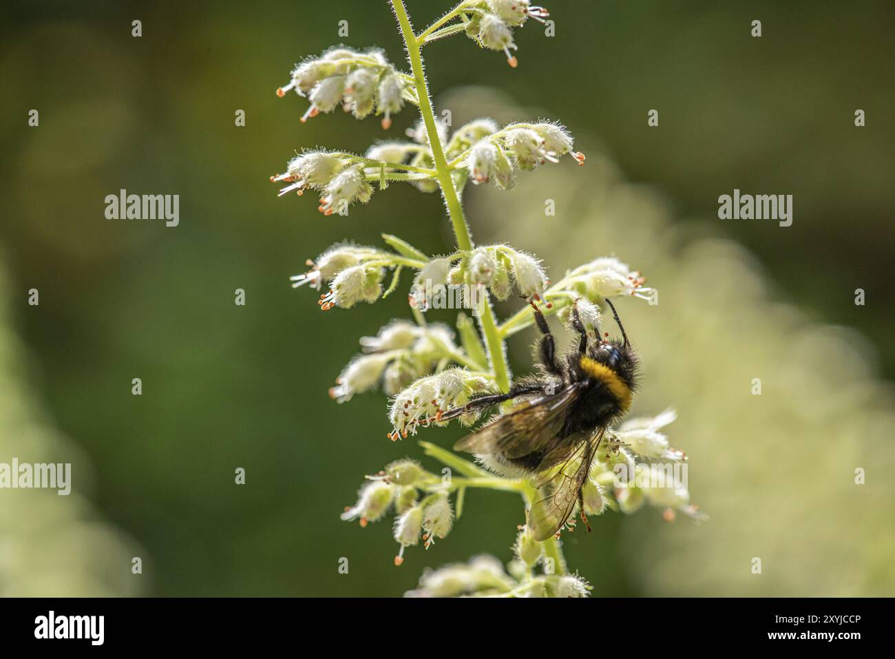 A bee collecting nectar on a small white flower Stock Photo - Alamy