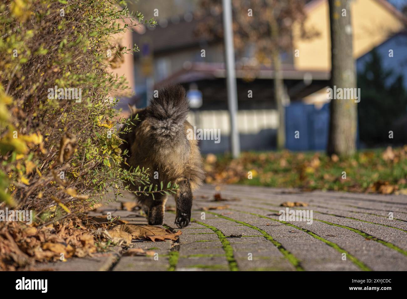 Cat walking streets hi-res stock photography and images - Alamy