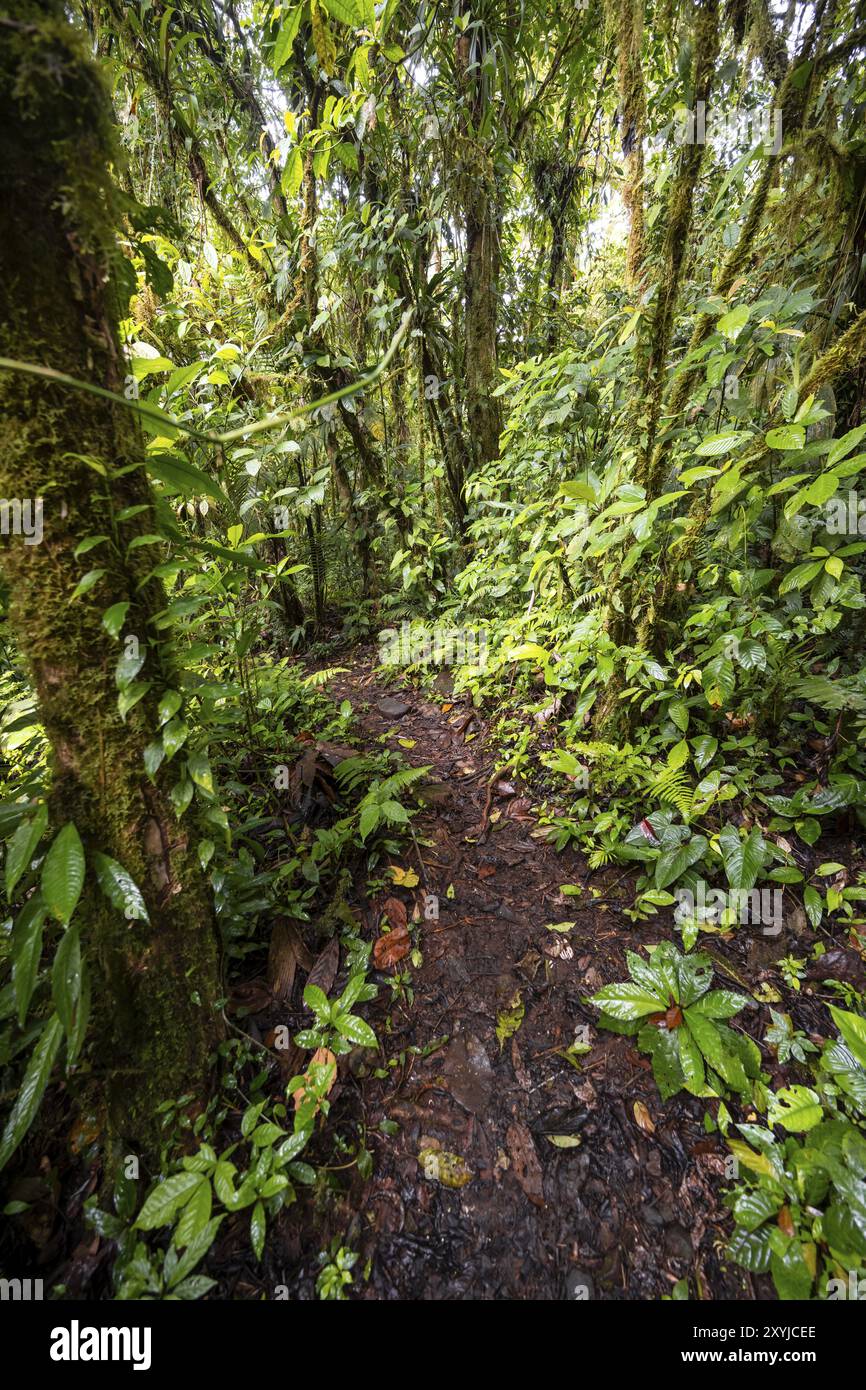 Narrow hiking trail in the tropical rainforest, dense green vegetation ...