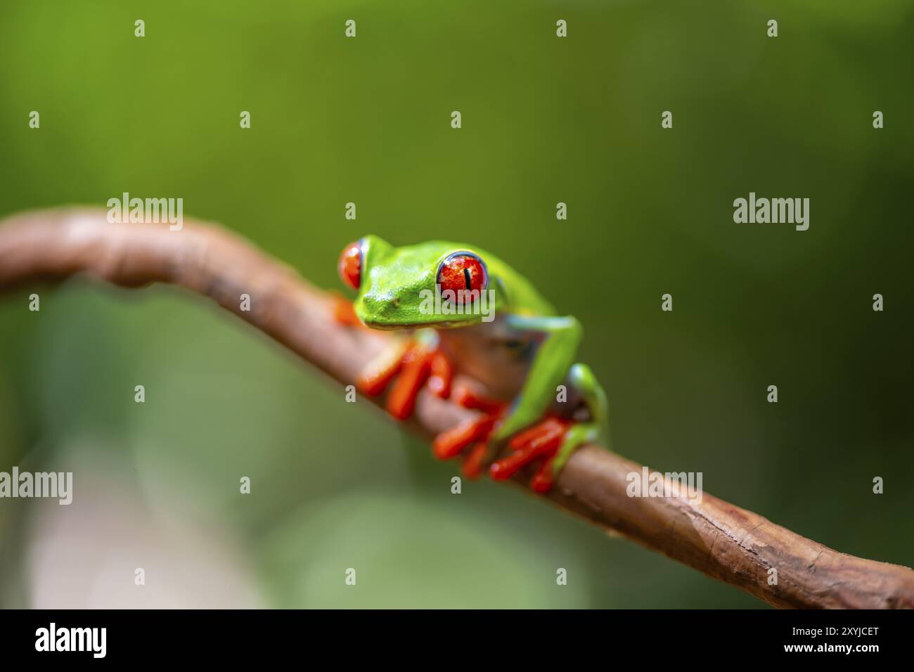 Red-eyed tree frog (Agalychnis callidryas), sitting on a branch ...
