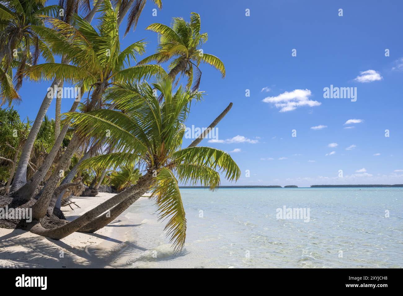 Beach with coconut palm (Cocos nucifera), Tetiaroa, Atoll, Marlon ...