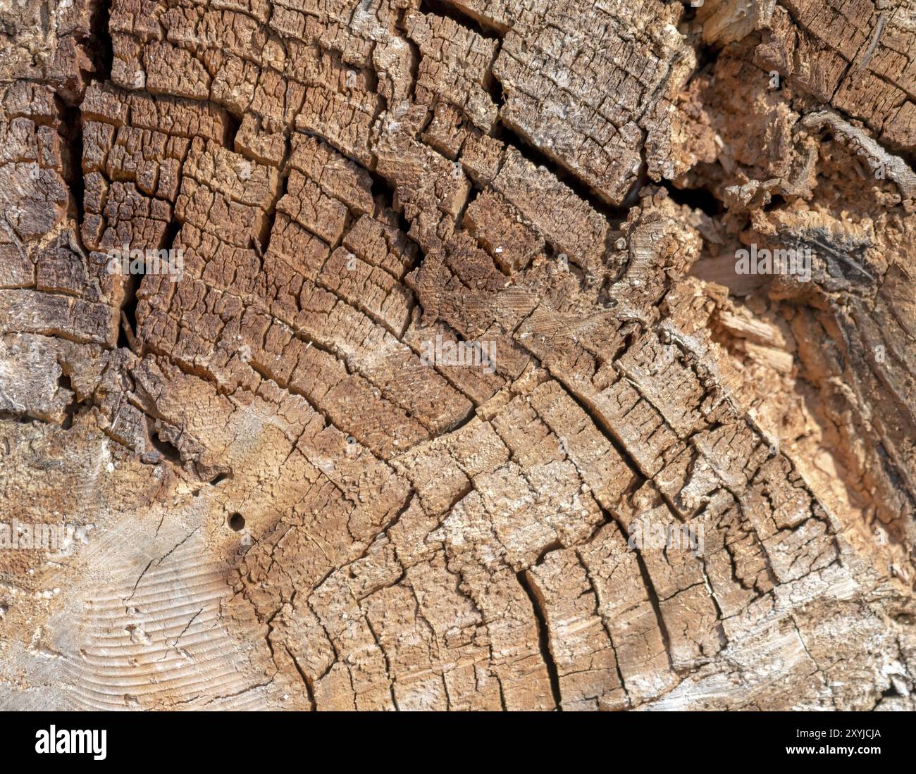 Old and rotten cut of a felled tree as background Stock Photo - Alamy
