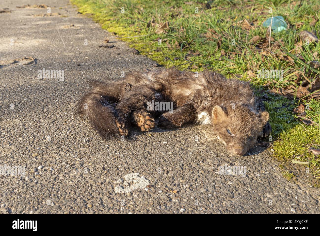A dead stone marten lies on the roadside in front of grass and rubbish ...