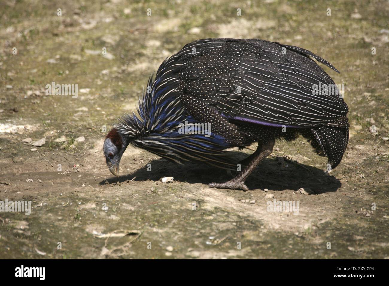 Vulture breeds hi-res stock photography and images - Alamy