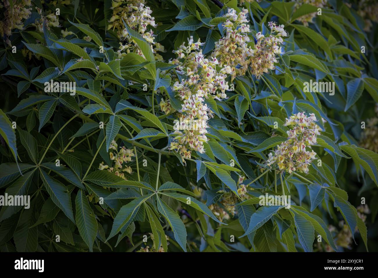 Aesculus glabra, commonly known as Ohio buckeye, is a species of tree ...