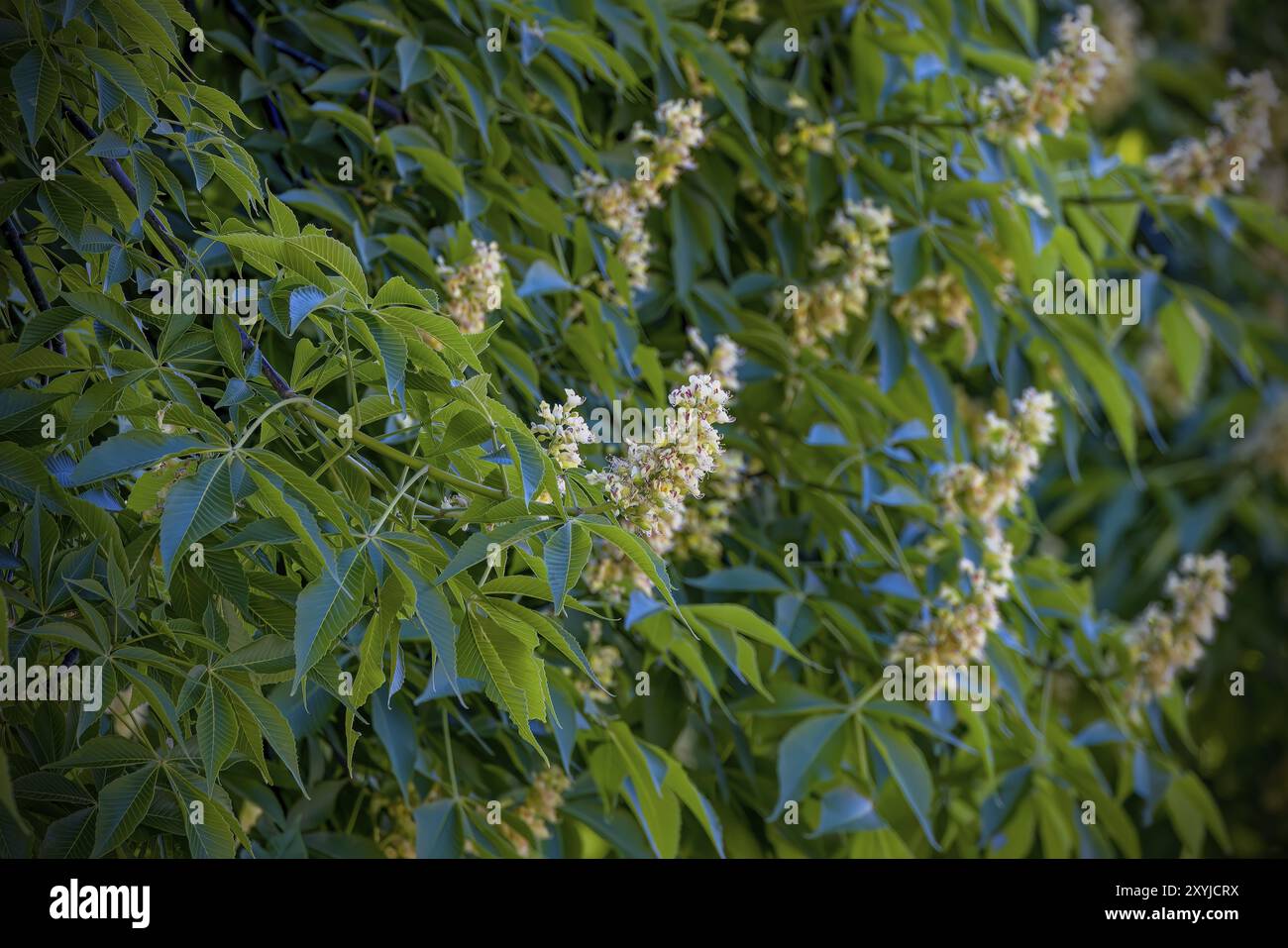 Aesculus glabra, commonly known as Ohio buckeye, is a species of tree ...