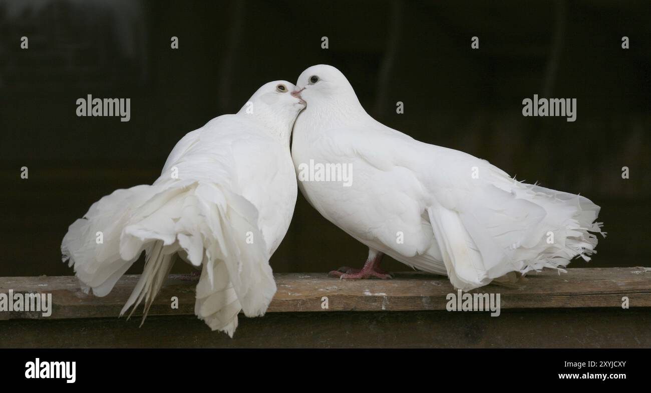 Pair of pigeons beak Stock Photo - Alamy