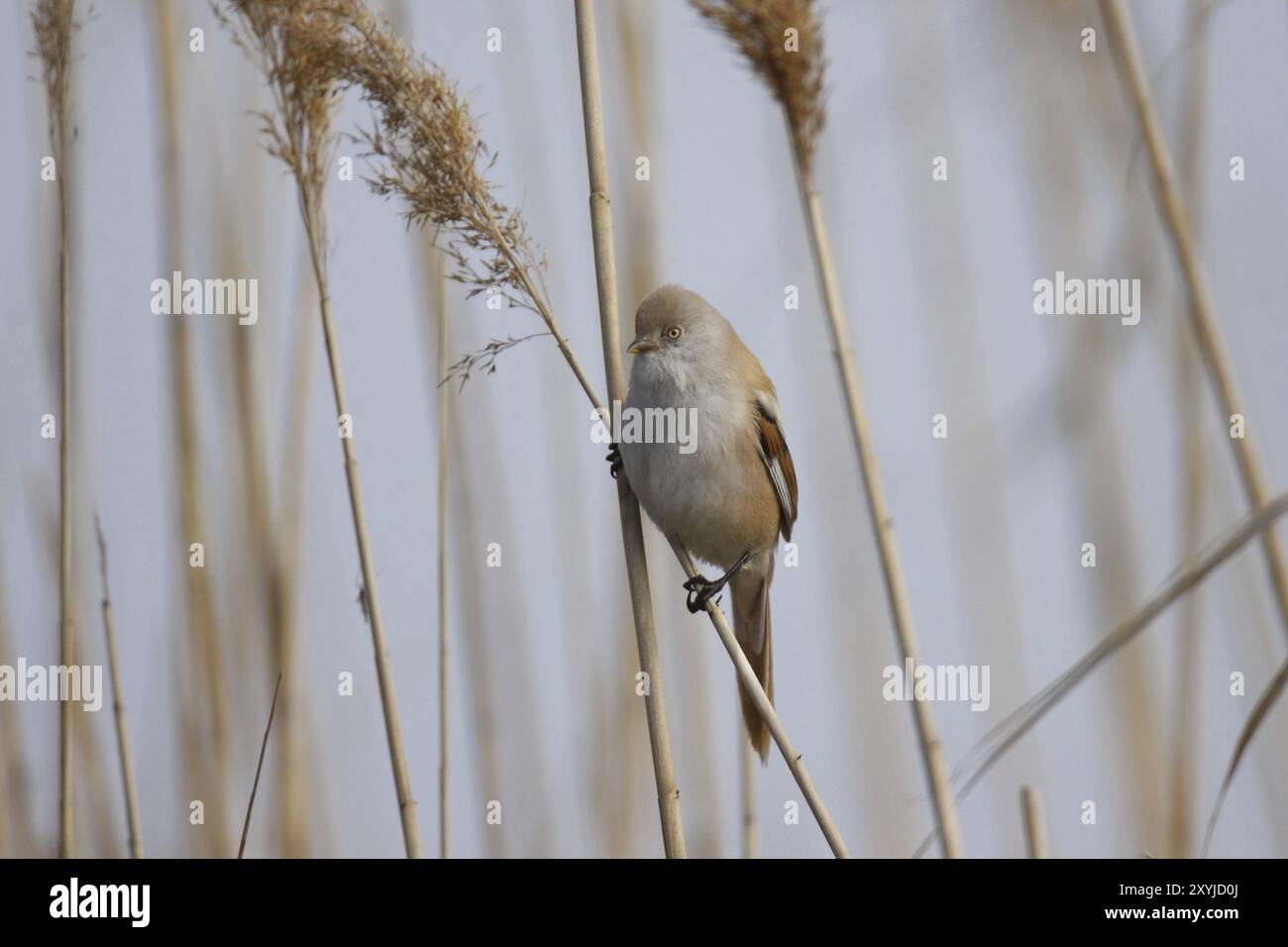 Bearded tit, female, Panurus biarmicus, bearded reedling, female Stock ...