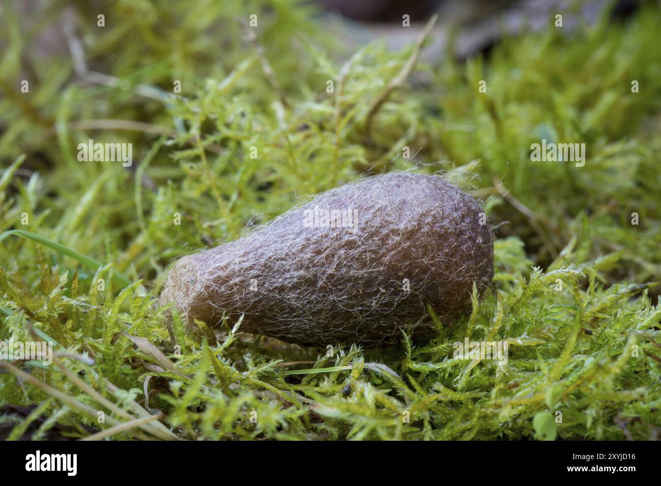 Cocoon of Small emperor moth, Saturnia pavonia, cocoon of small emperor ...