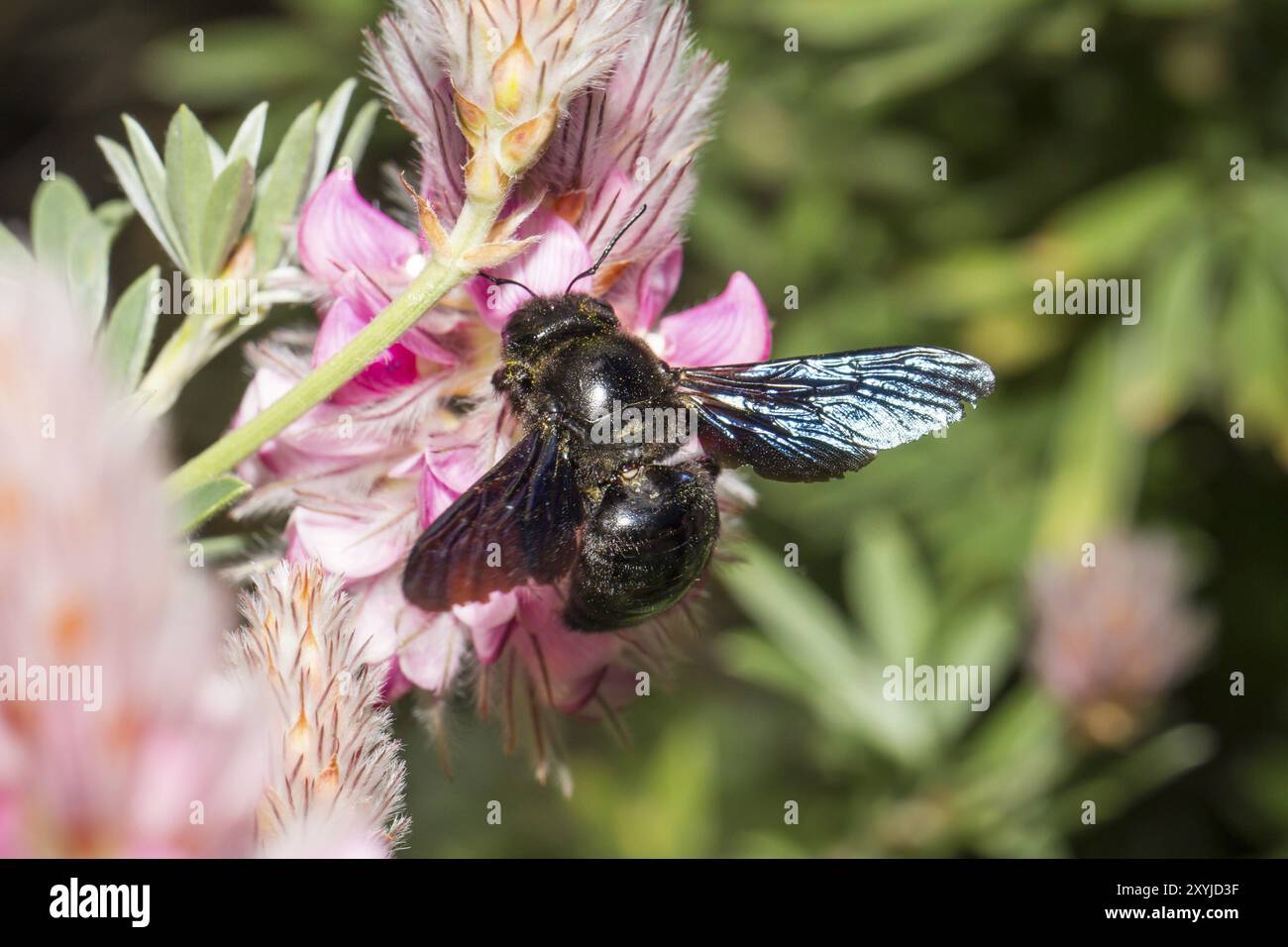 Violet carpenter bee, Xylocopa violacea, violet carpenter bee Stock ...